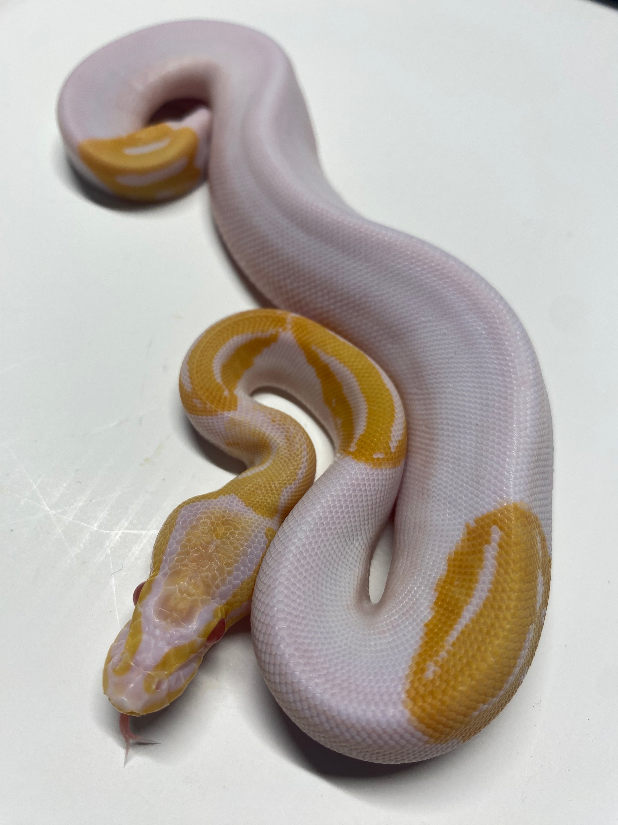 exo lbb ball python