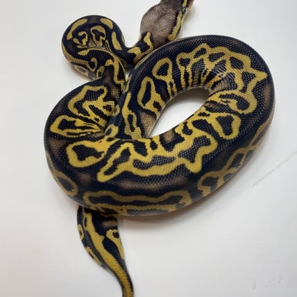 exo lbb ball python