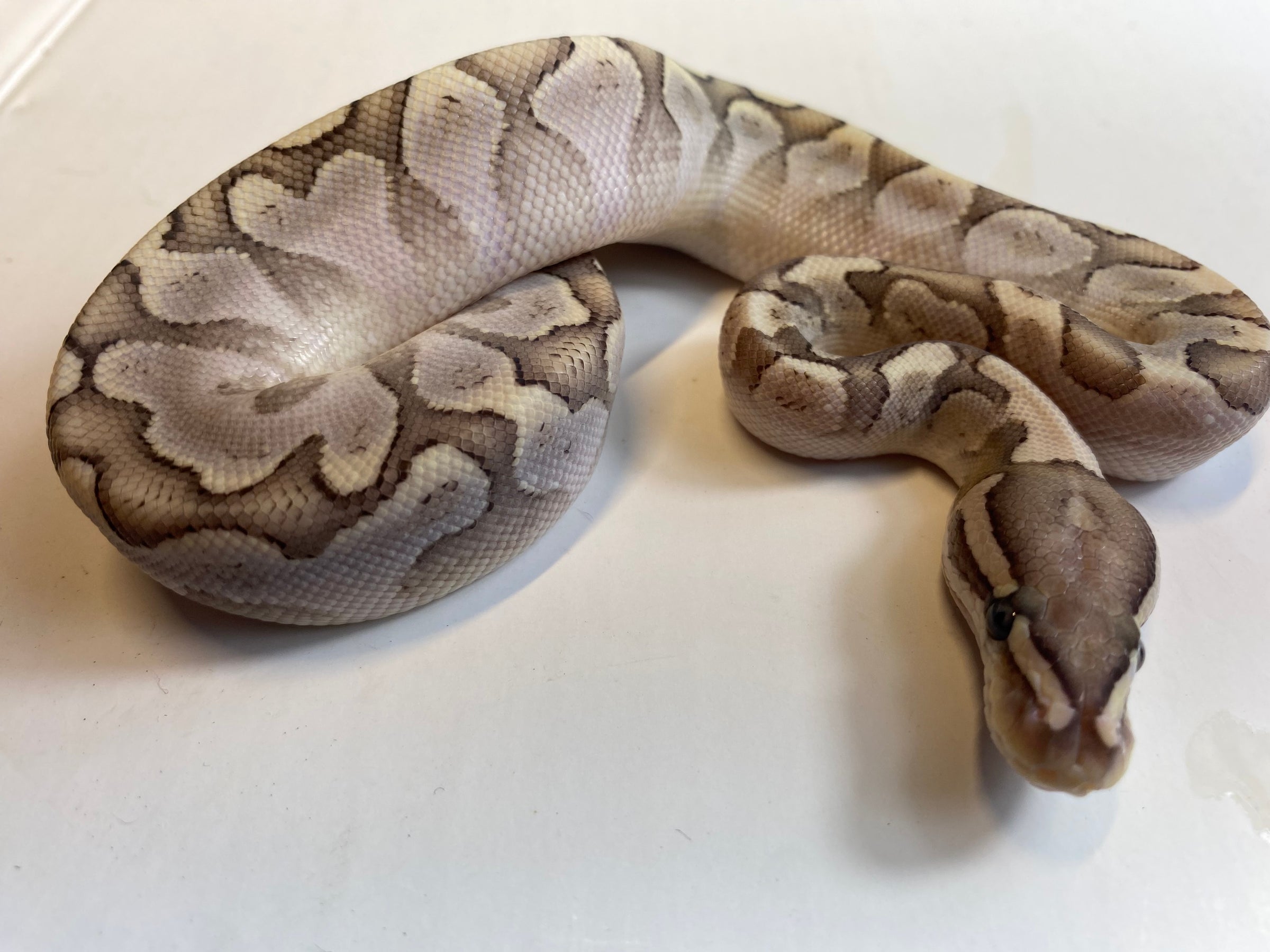 exo lbb ball python