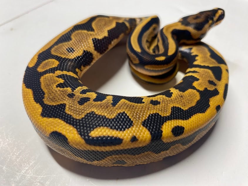 exo lbb ball python
